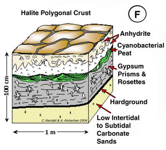 Stratigraphic Succession - SEPM Strata