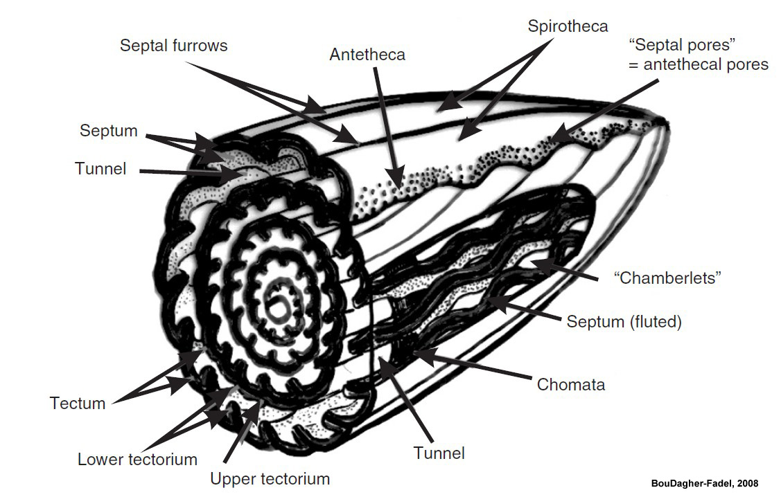 The Paleozoic forams