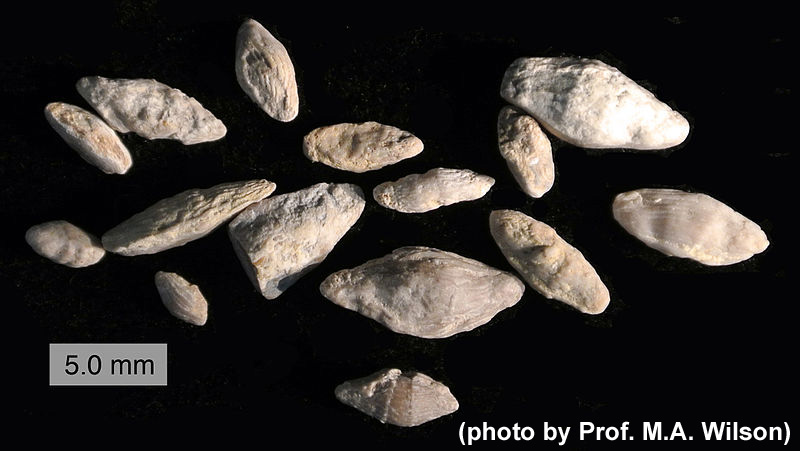 Benthic Foraminifera - SEPMStrata