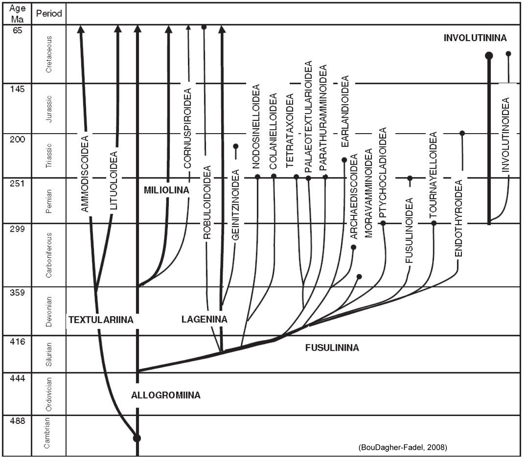 The Paleozoic forams