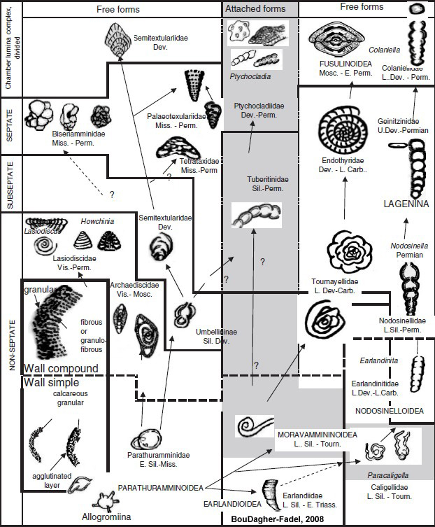 The Paleozoic forams