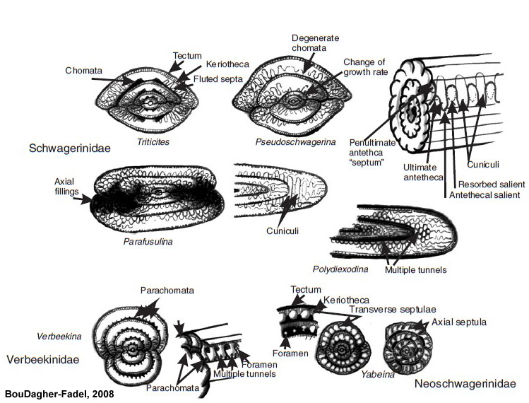 The Paleozoic forams