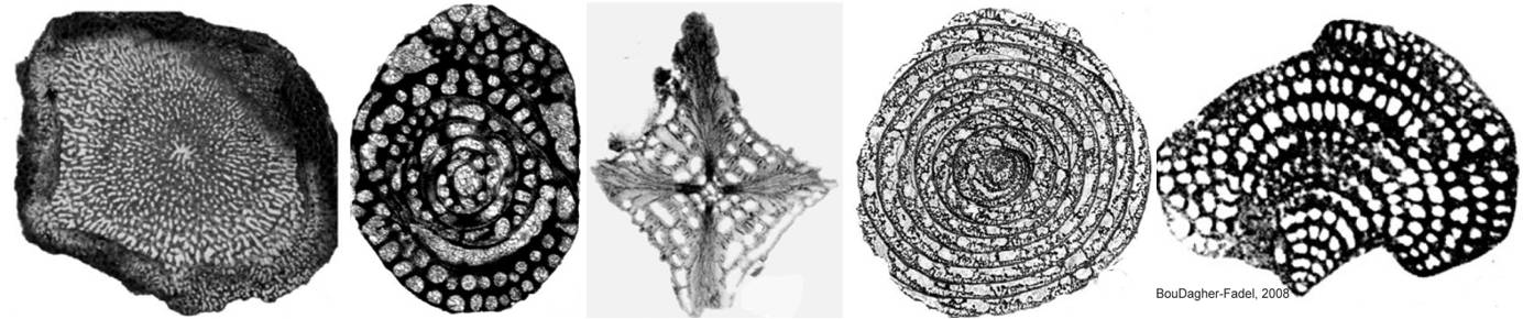 The Cretaceous forams