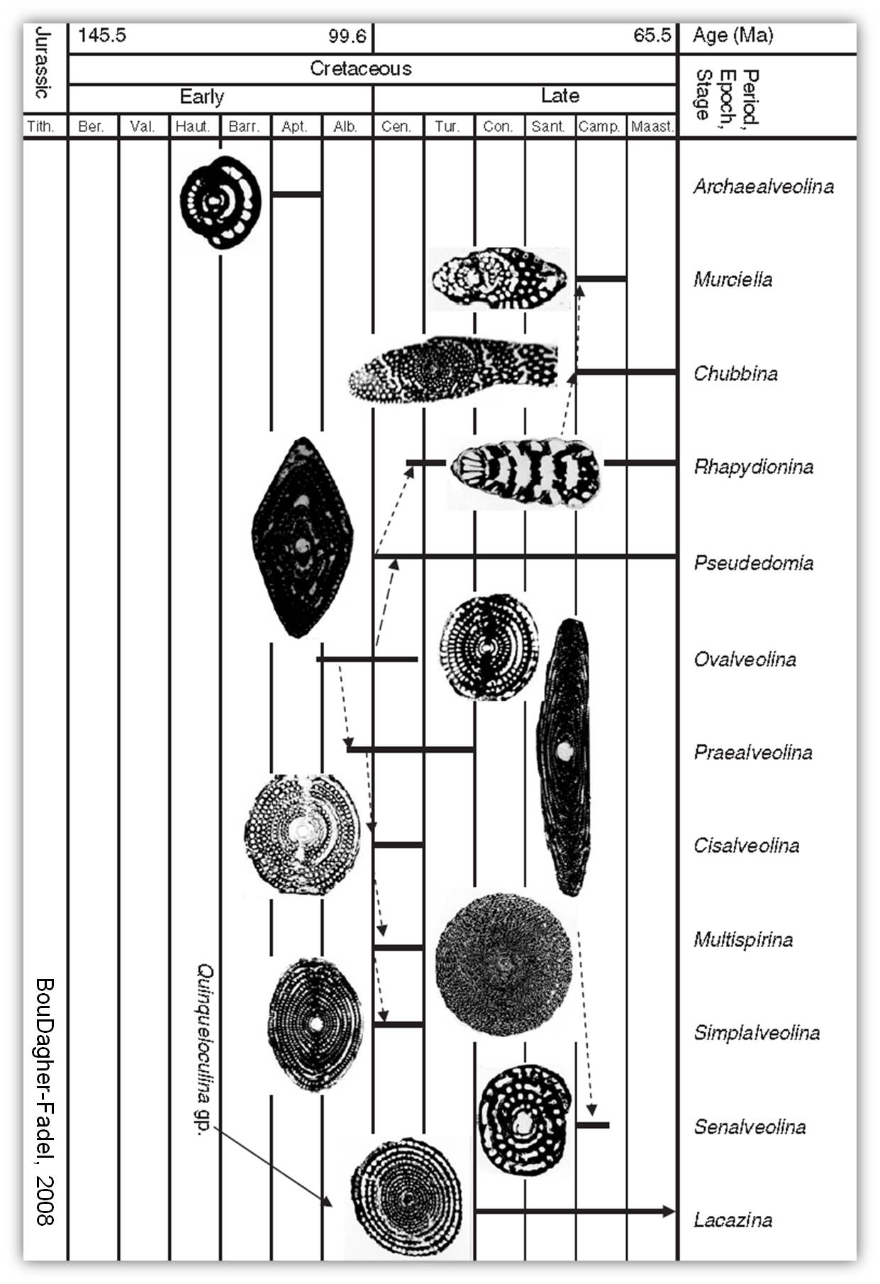 The Cretaceous forams