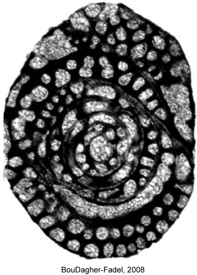 The Cretaceous forams