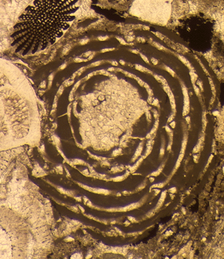 Foraminifera Introduction - SEPM Strata