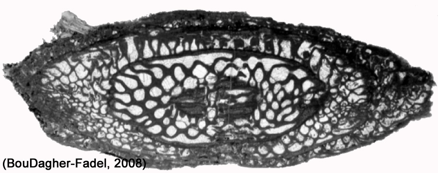 Classification Scheme - SEPM strata