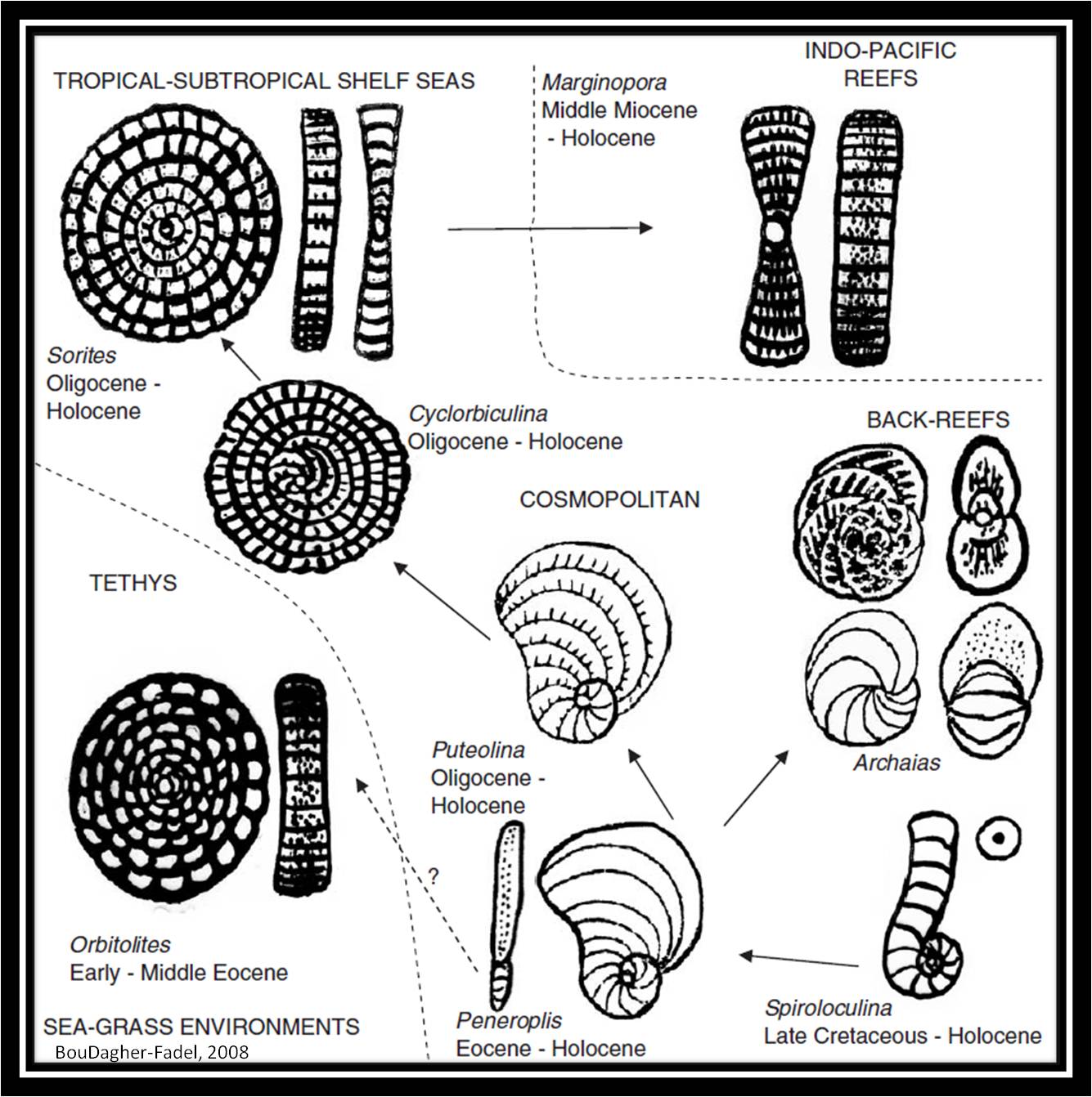The Paleogene forams