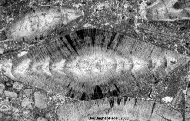 The Paleogene forams