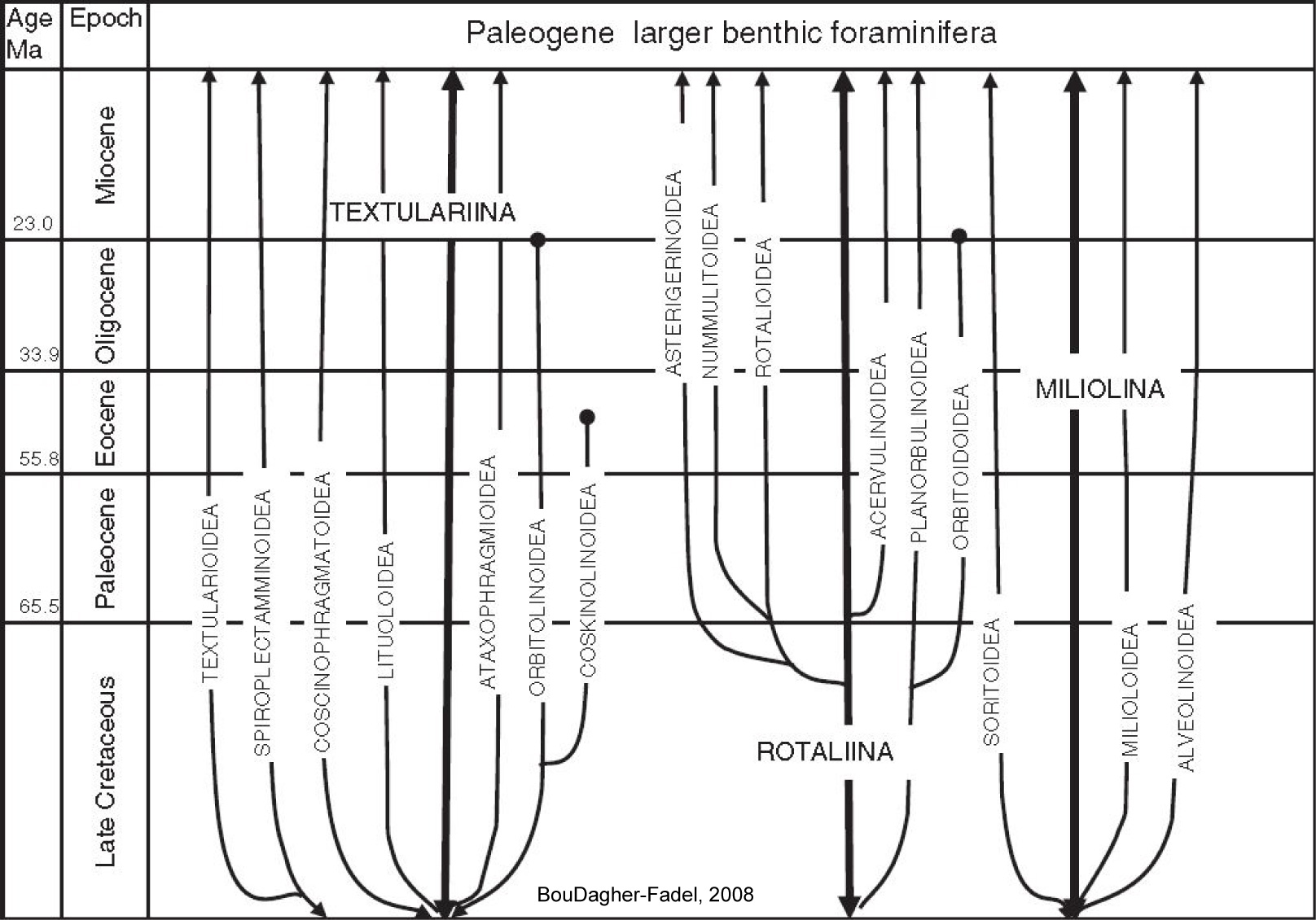 Foraminifera Diagram
