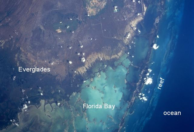 Florida Reefs and Bays - SEPM Strata
