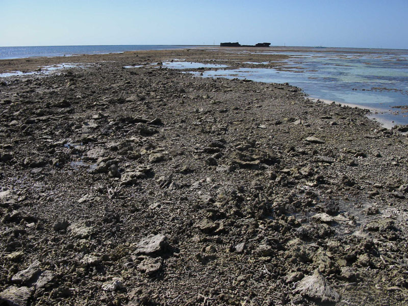 Heron Island Reef - SEPM Strata