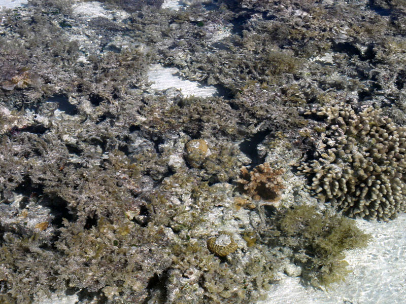 Heron Island Reef - SEPM Strata
