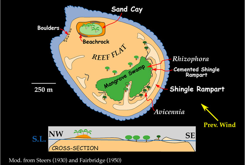 Low Isles Reef GBR - SEPM Strata