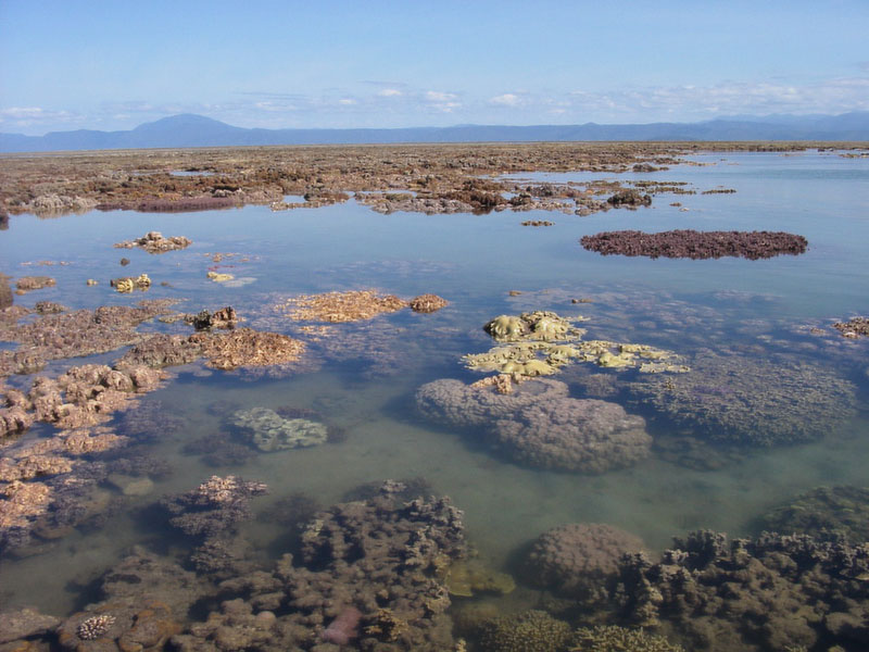 Low Isles Reef GBR - SEPM Strata