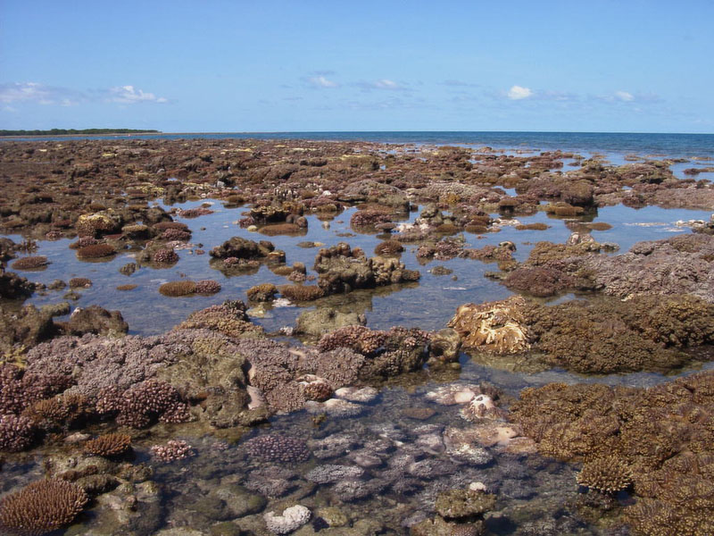 Low Isles Reef GBR - SEPM Strata